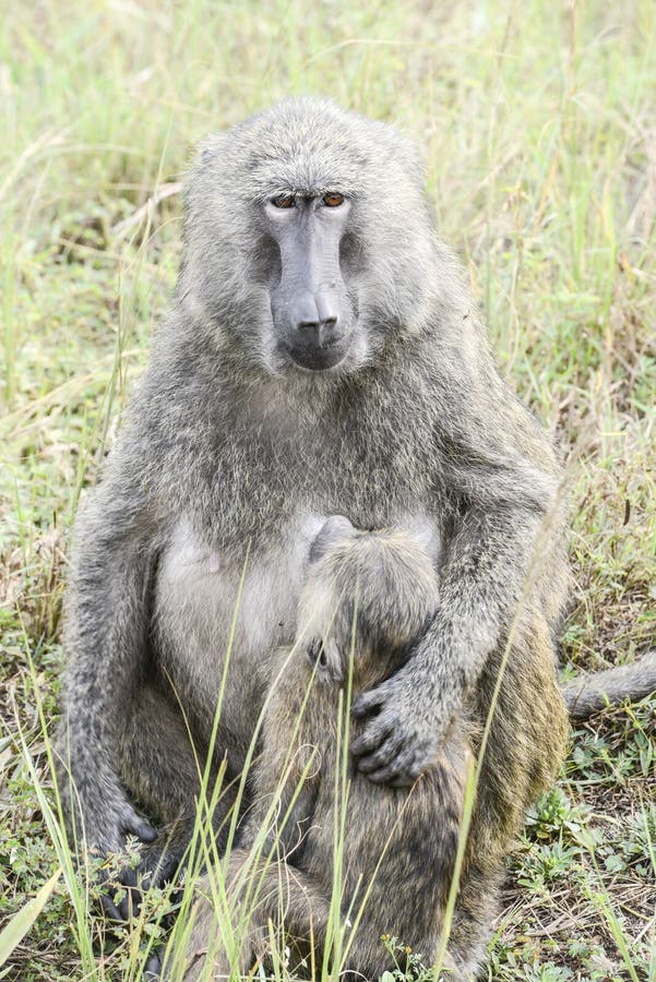 De Moeder Van De Baviaan Beschermt De Zuigelingsbaby Stock Afbeelding ...