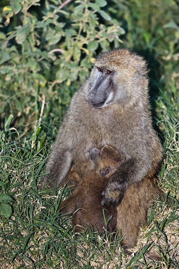 De Moeder Van De Baviaan Met Baby Stock Foto - Image of kenia ...