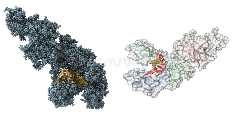 Taq Polymerase Thermus Aquaticus Polymerase Enzym Gebonden Aan Dna 3d ...