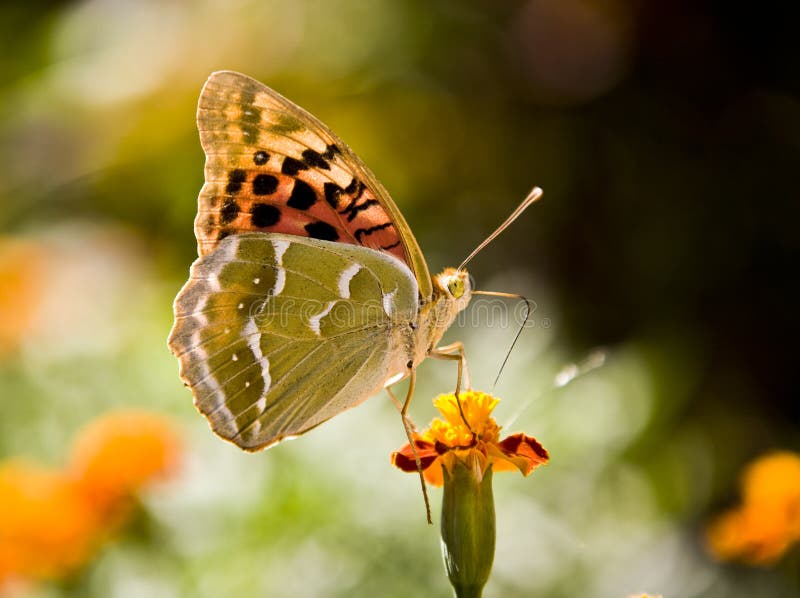 De Monarch Van De Vlinder Zit Op Bloem Drinkt Nectar Stock Afbeelding ...