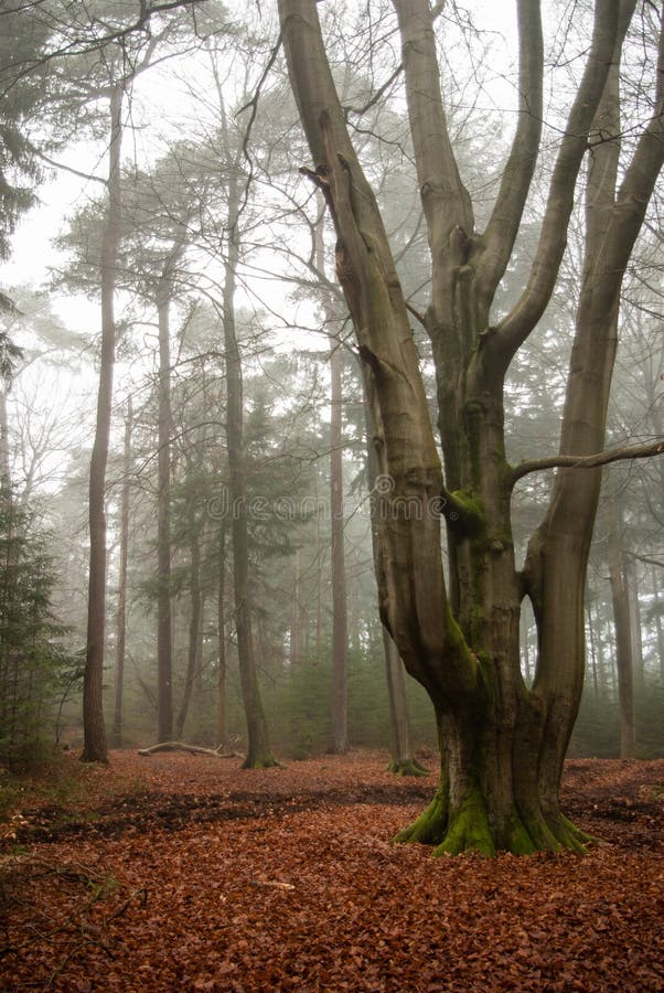 Monumentale Beuk Op De Natuurlijke Reserve Van Canfaito Stock ...