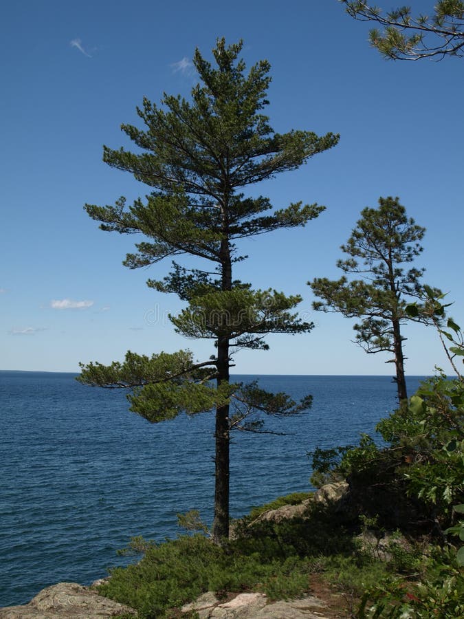 De Mooie Boom Van De Pijnboom Stock Afbeelding - Image of water ...