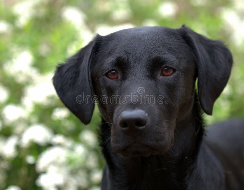 De mooie hond van Labrador stock afbeelding. Image of zwart - 39649487