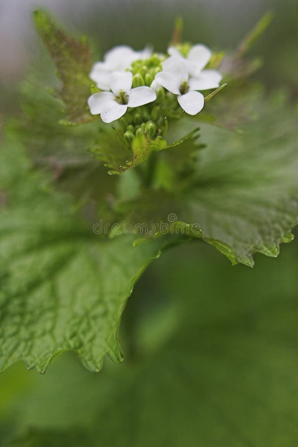 De Mosterd Van Het Knoflook Stock Foto - Image of wildbloem, bladeren ...