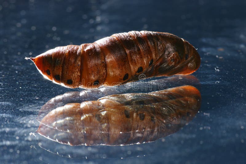 De mot van de cocon stock foto. Image of sluit, cocon - 17176358