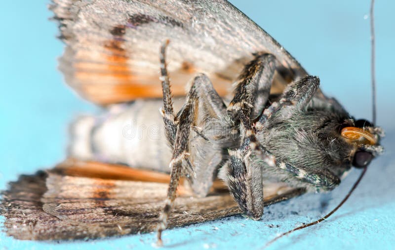 De Mot Van Koperunderwing, Amphipyra-pyramidea Stock Foto - Image of ...