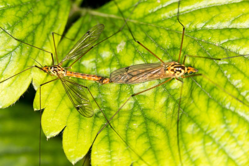 Muggen Van Met Lange Benen Groot Vliegend Insect Grote Mannelijke Mug ...