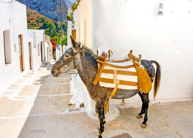 De ezel van Cyprus stock foto. Image of bestemming, schat - 40813830