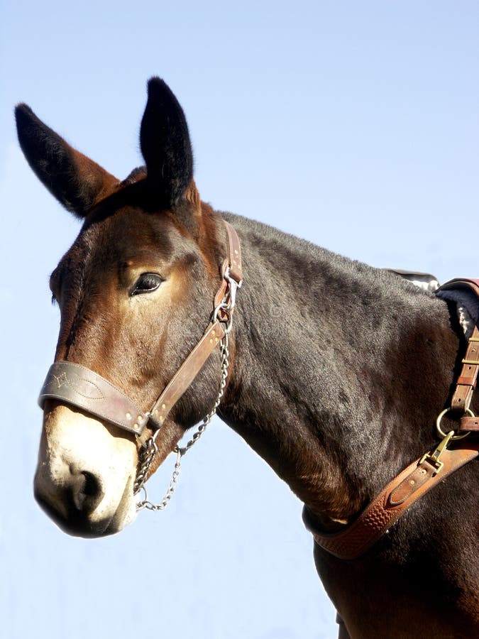 Pakdier stock foto. Image of muilezel, bruin, wijfje, paard - 274922