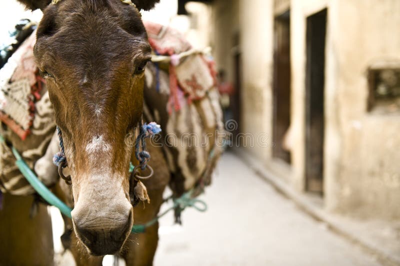 Medina Mule stock afbeelding. Image of medina, traditioneel - 15086065
