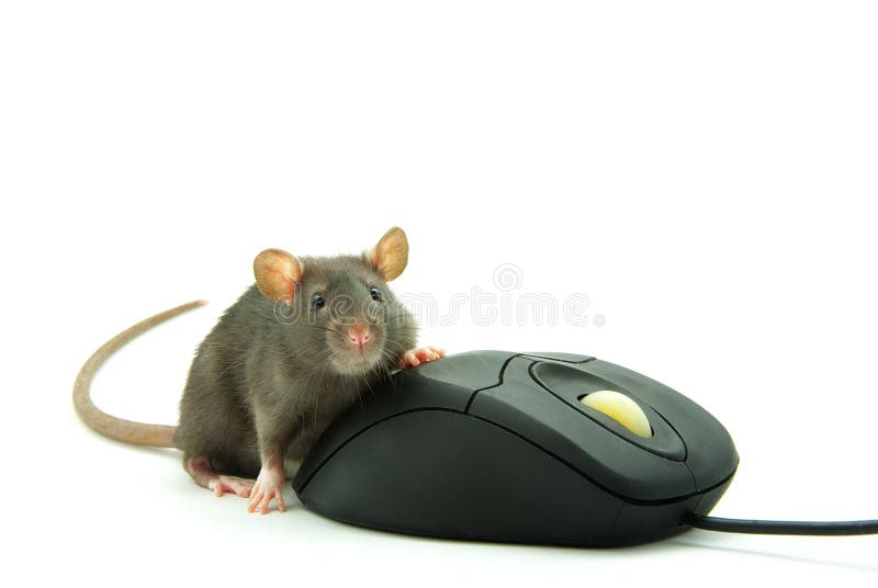 De Muis Van De Rat En Van De Computer Stock Afbeelding - Image of ...