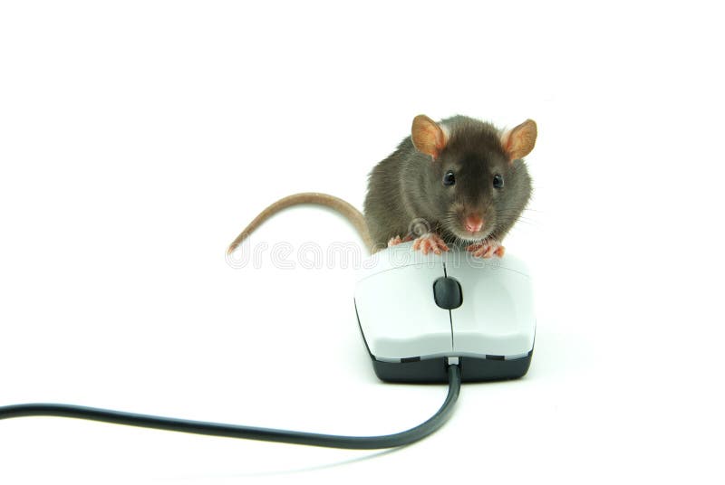Rat op computermuis stock foto. Image of bont, grappig - 8602720