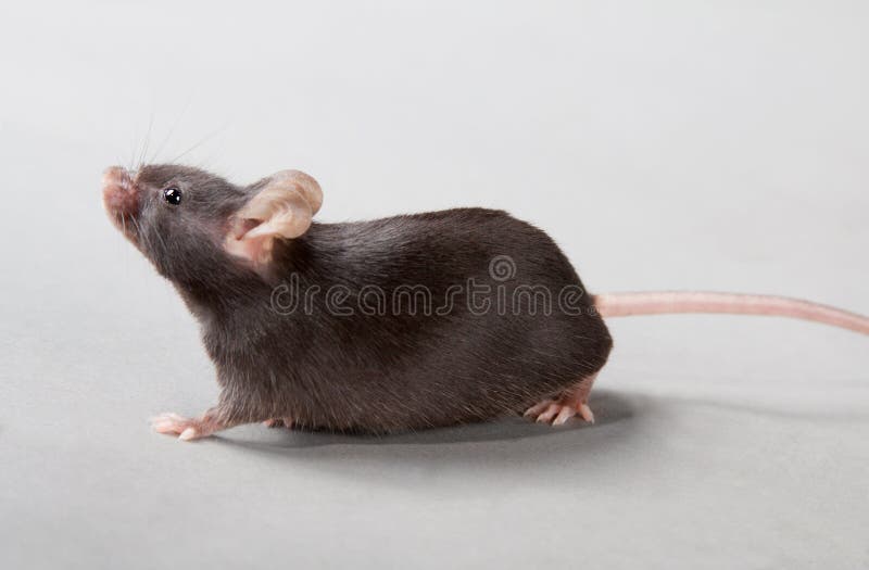 Muis Met Het Lange Staart Lopen Stock Foto - Image of ongedierte ...