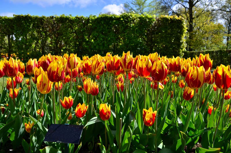 De Muisbloemen Van Tulipamickey in Nederlandse De Lentetuin Keukenhof ...