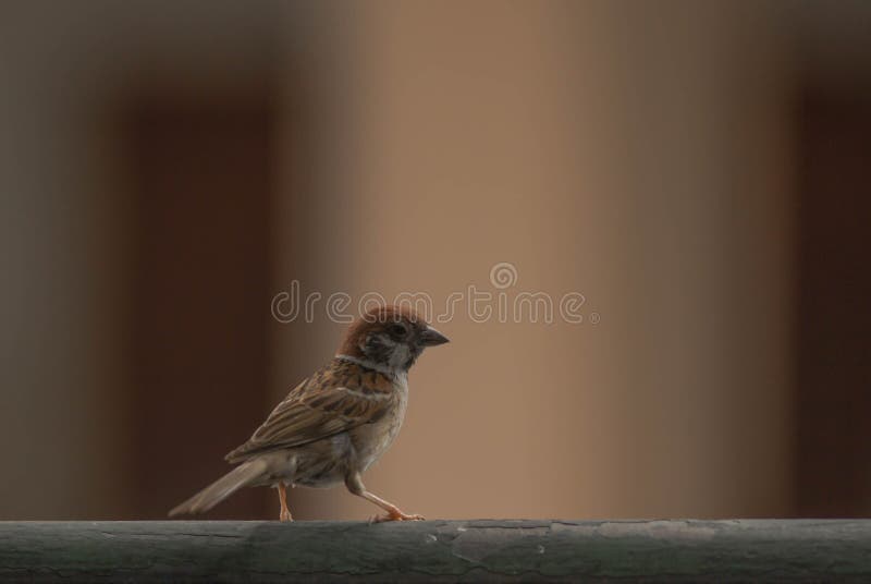 De mus stock foto. Image of neergestreken, alleen, nave - 113198420