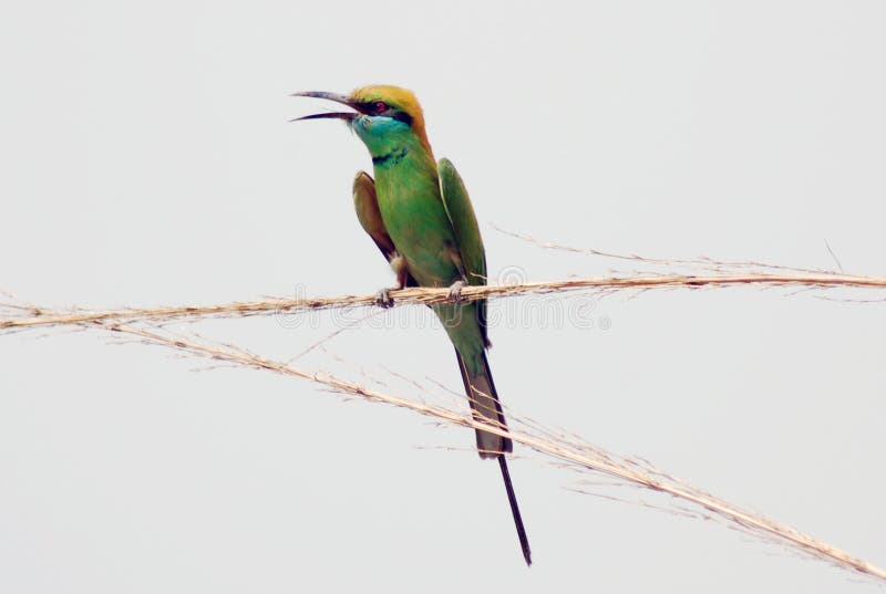 Kleurige mus stock afbeelding. Image of nave, buiten, groen - 5964369