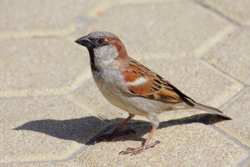 Huismus (Passer Domesticus) Stock Foto - Image of riem, dier: 55273712