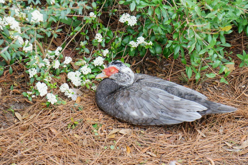 De Muscovyeend Met Rood Hoofd Slaapt Stock Afbeelding - Image of ...