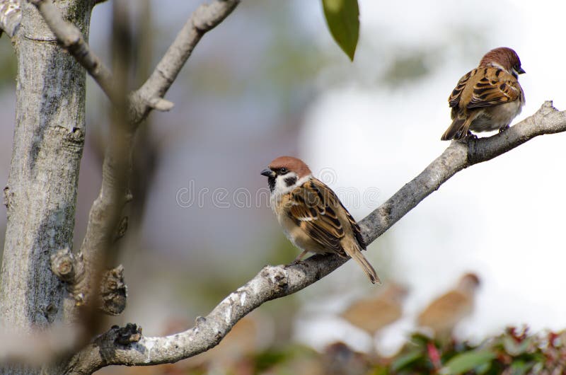 De Mussen Zitten Op Een Tak. Stock Afbeelding - Image of dier, japan: 36871349