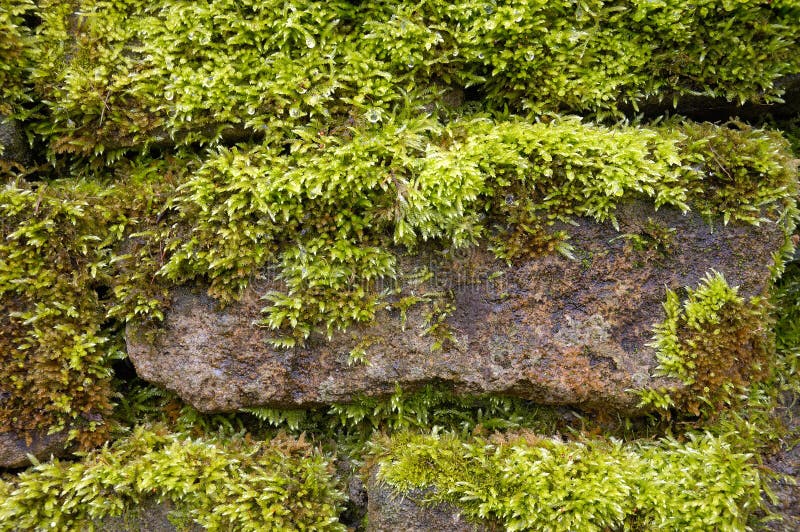 Moss Green Stone Wall stock afbeelding. Image of groen - 160297735