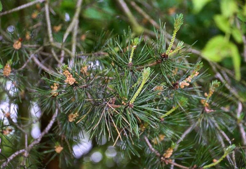De naald van de pijnboom stock foto. Image of achtergrond - 55386386