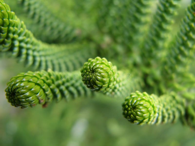 De Naalden Van De Naaldboom Stock Afbeelding - Image of zeep, zonnig ...