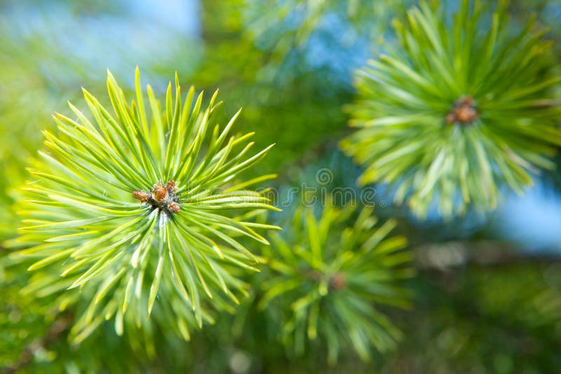 De Naalden Van De Pijnboom. Stock Afbeelding - Image of macro ...
