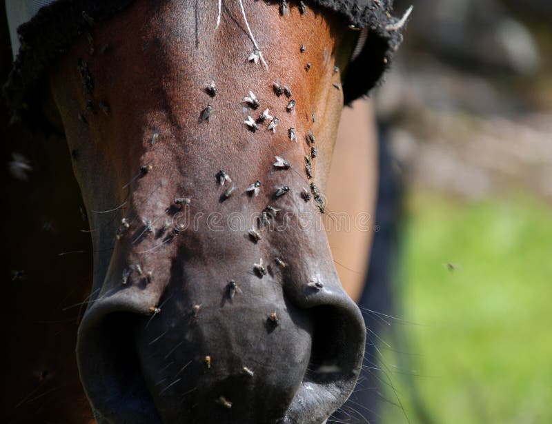 Paardenneus En Mond Met Vliegen Insecten Op Het Hoofd Van Dieren Stock ...