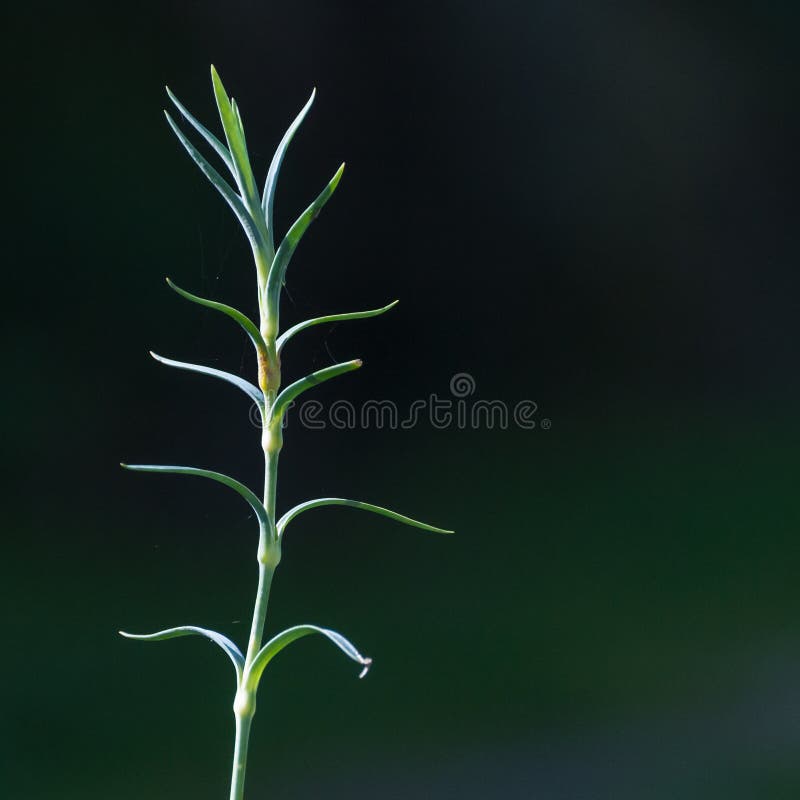 De nieuwe Groei stock afbeelding. Image of groen, anjer - 27784879