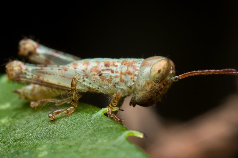 De Nimf van de sprinkhaan stock afbeelding. Image of dier - 9278389