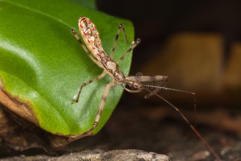 De Nimf Van Het Insect Van De Moordenaar Stock Afbeelding - Image of ...