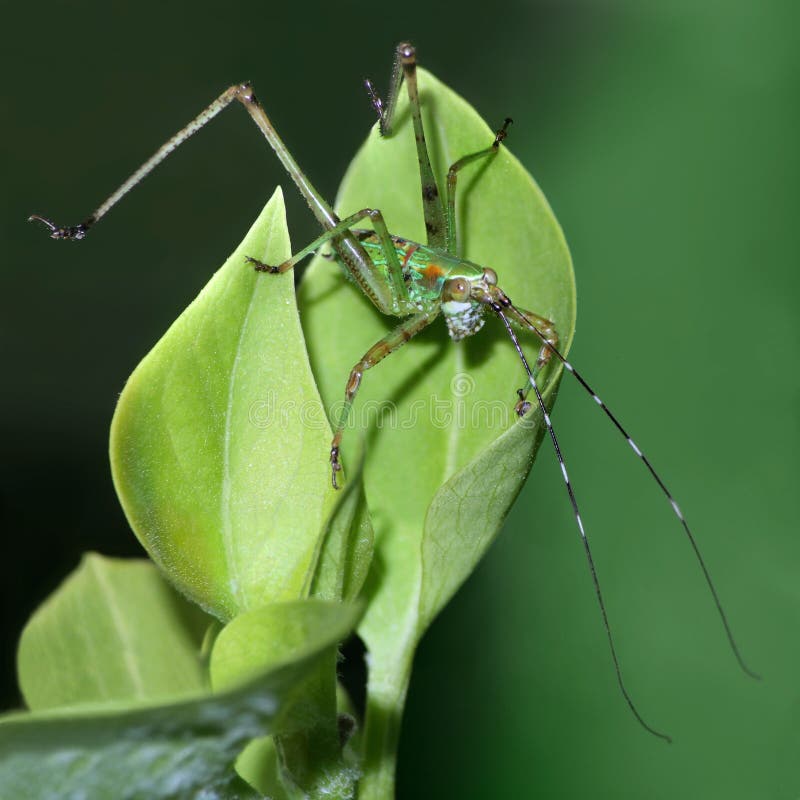 De Nimf van Katydid stock foto. Image of entomologisch - 9380206