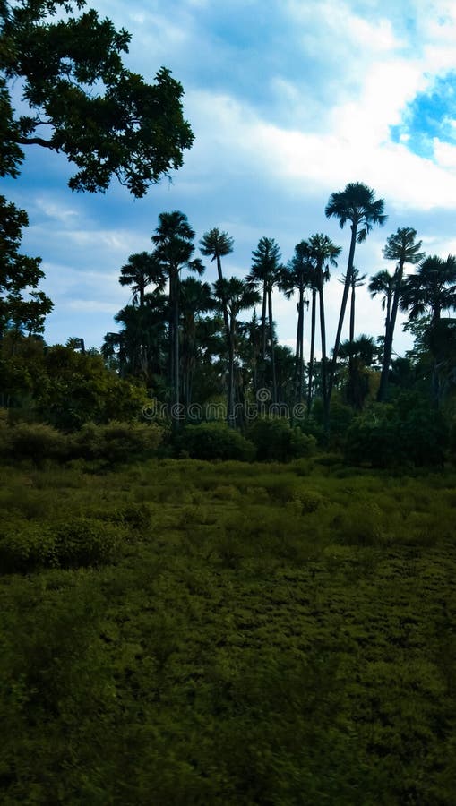 De Nombreux Types D'arbres Poussent Dans Le Pays D'afrique Van Java ...