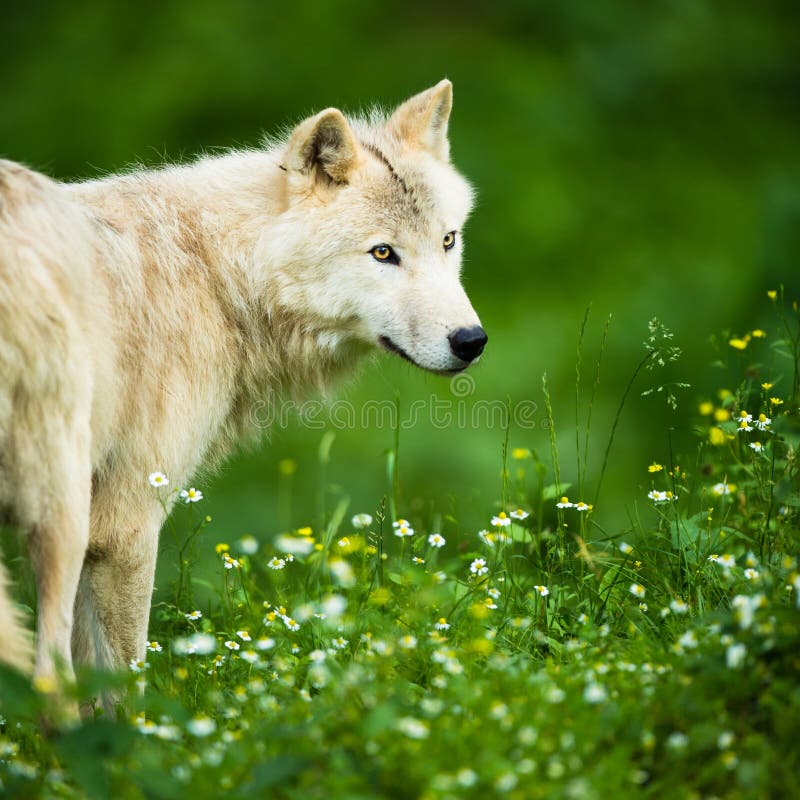 De Noordpool Polaire Wolf Van Wolfsaka of Witte Wolf Stock Foto - Image ...