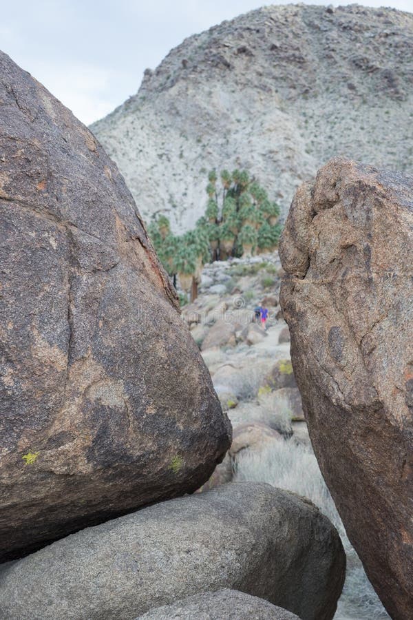 Mojavewoestijn Van De Sleep Van De 49 Palmenoase Stock Foto - Image of ...