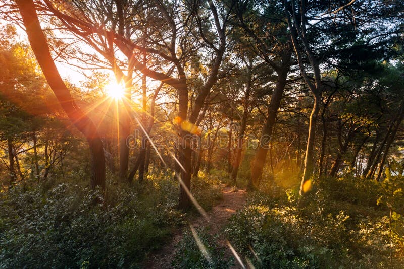 De Ochtendzon Schijnt in Het Donkere Bos Stock Afbeelding - Image of ...