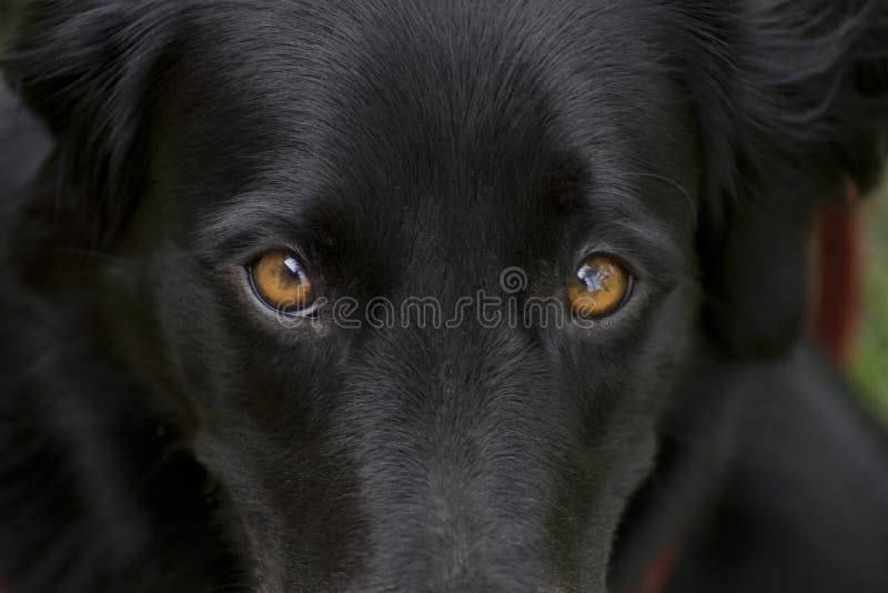 De ogen van de hond stock afbeelding. Image of brutaal - 13670365