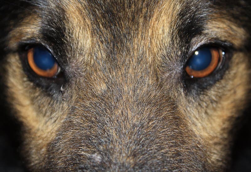 De ogen van de hond stock foto. Image of huisdier, verdriet - 5893656