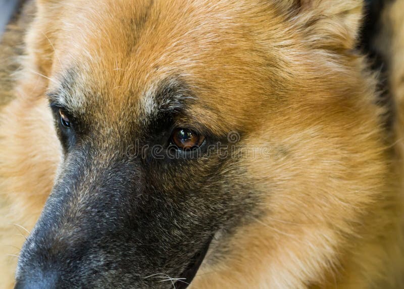 Hond met gloeiende ogen stock afbeelding. Image of groen - 83716995