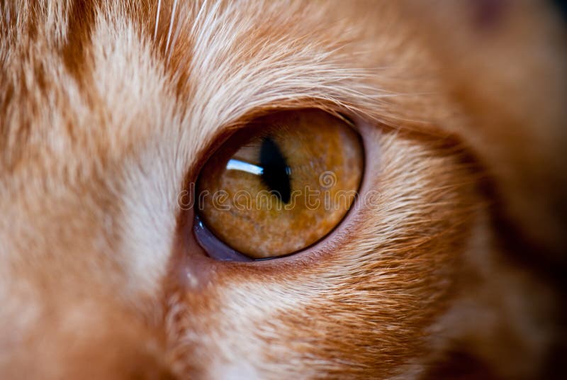 De Ogen van de kat stock foto. Image of bont, gezichts - 12415386