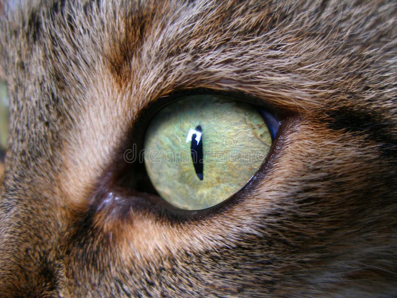 De Ogen Van De Kat Picture. Image: 1413469