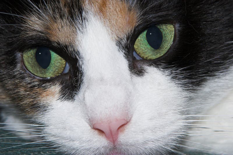 De Ogen van de kat stock afbeelding. Image of huisdier - 447145