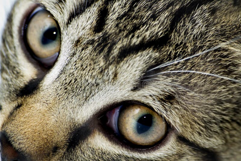 De ogen van de kat stock afbeelding. Image of katje, grooming - 22413171