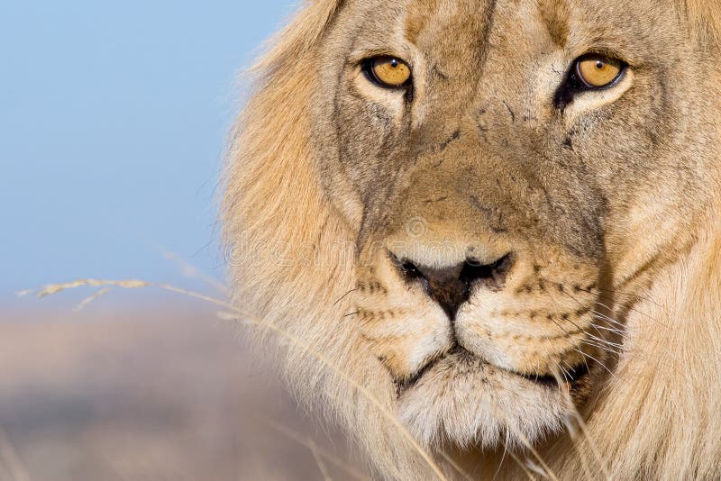 De ogen van de leeuw royalty-vrije stock foto