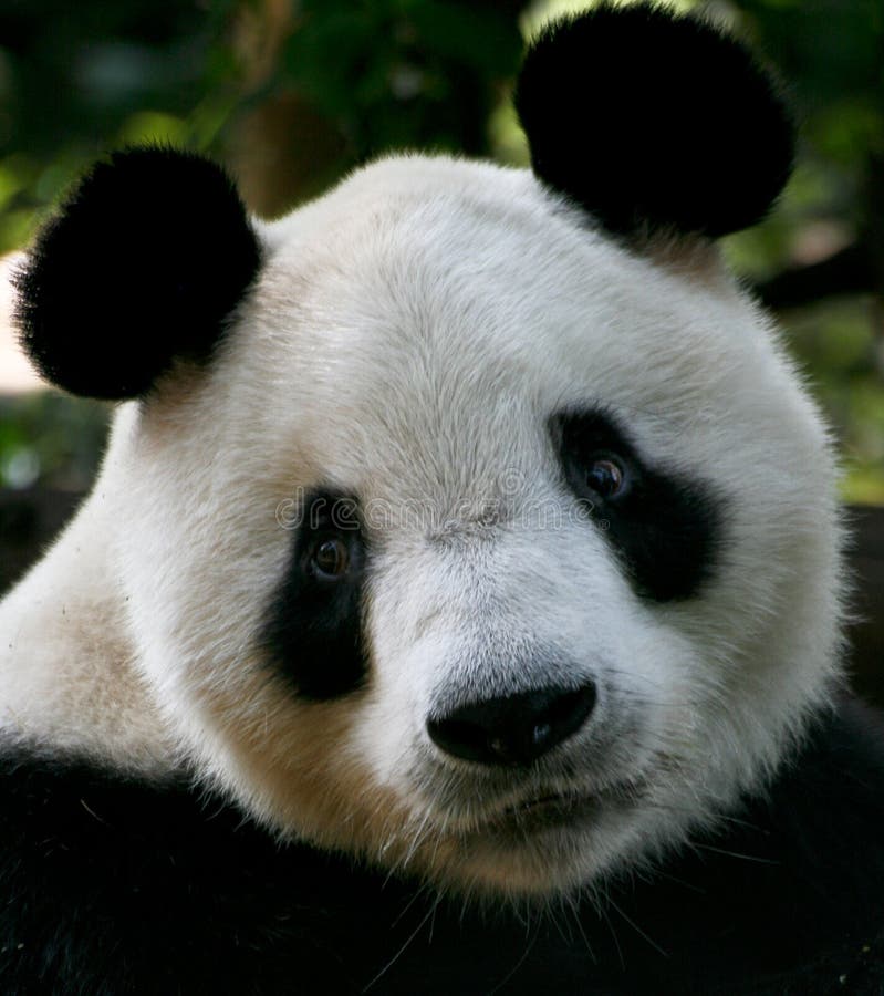 De Ogen van de panda stock foto. Image of geïsoleerd, oren - 9567782