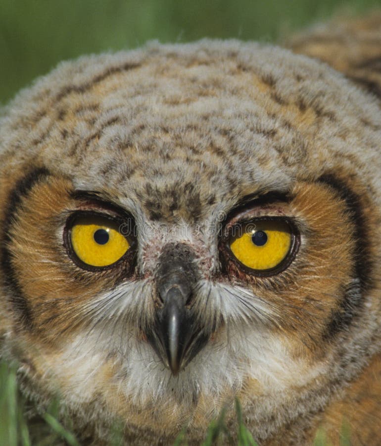 De ogen van een Uil stock foto. Image of groot, roofvogel - 11012312