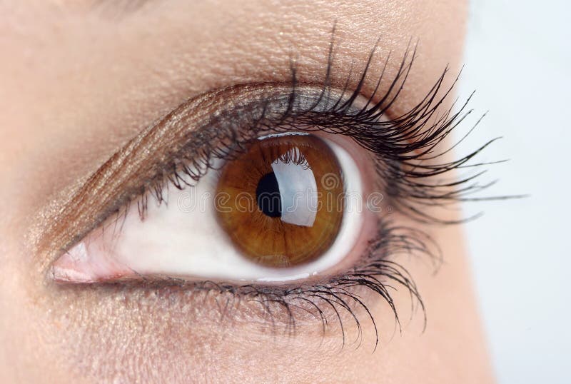 Twee ogen stock afbeelding. Image of mooi, zicht, majestueus - 14086399