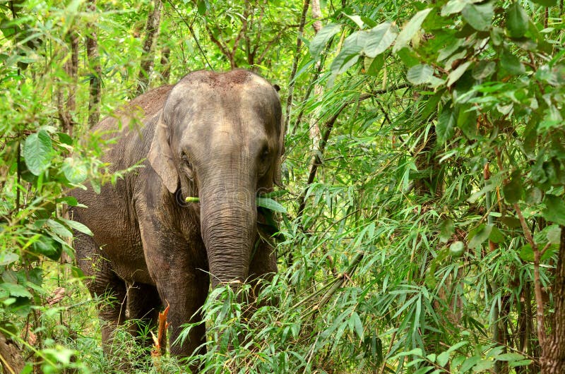De olifant van Azië stock afbeelding. Image of sterk - 21320419