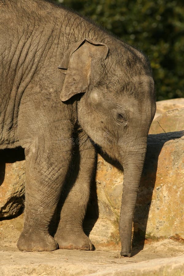 De olifant van de baby stock foto. Image of olifant, leuk - 10627288