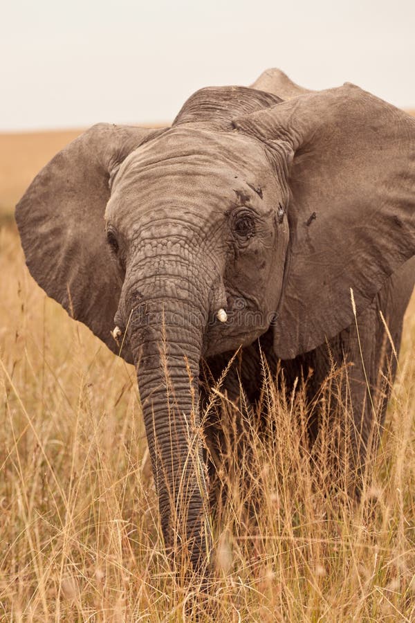 De Olifant Van De Baby in Kenia Stock Afbeelding - Image of zoogdier ...